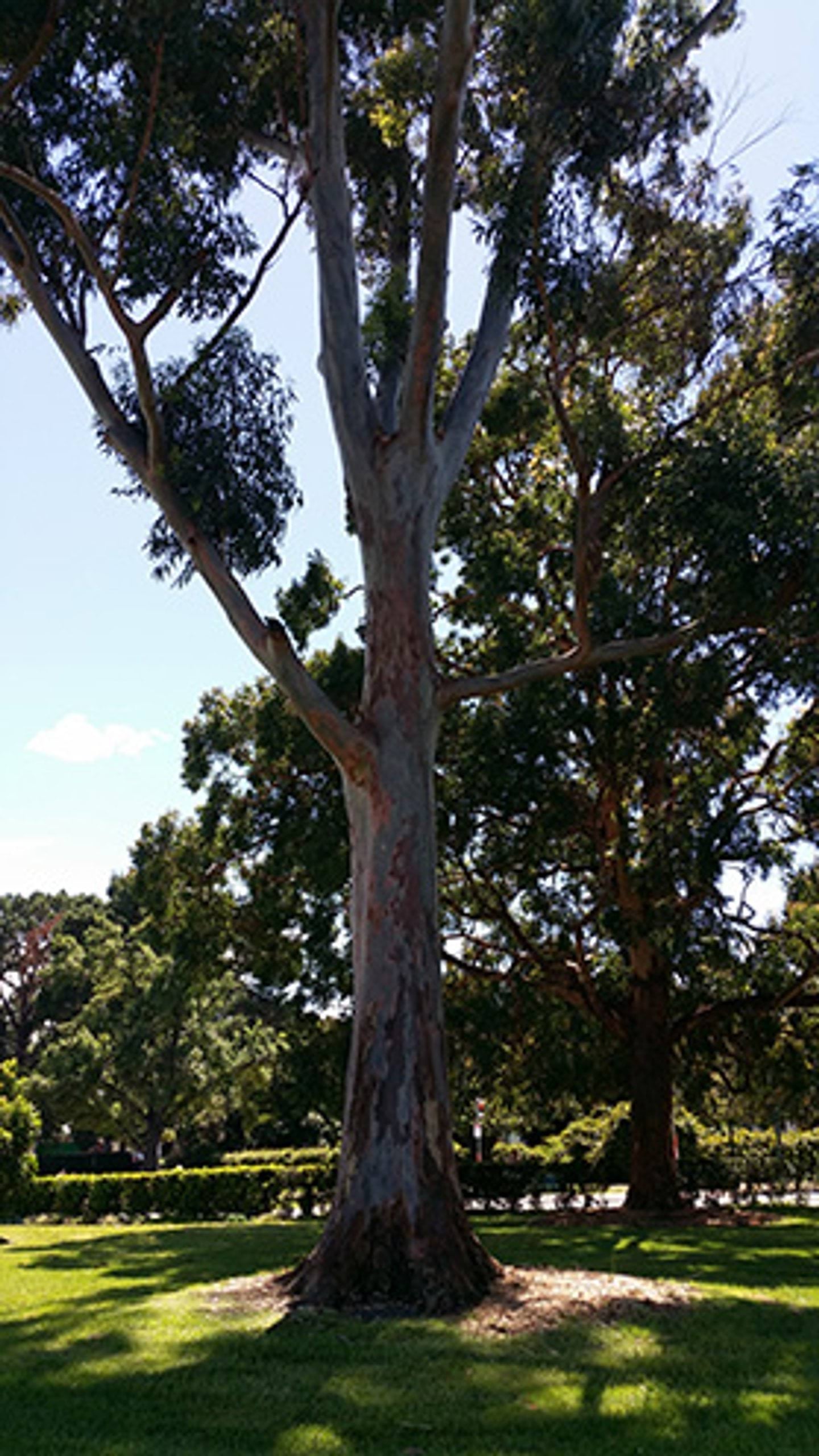 Sembawang Memorial Tree | shrine.org.au